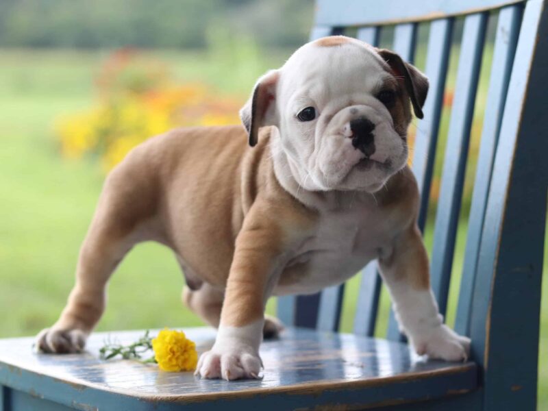 Beneath Burr Oak - Male Puppy | Brubackers Beloved Bulldogs
