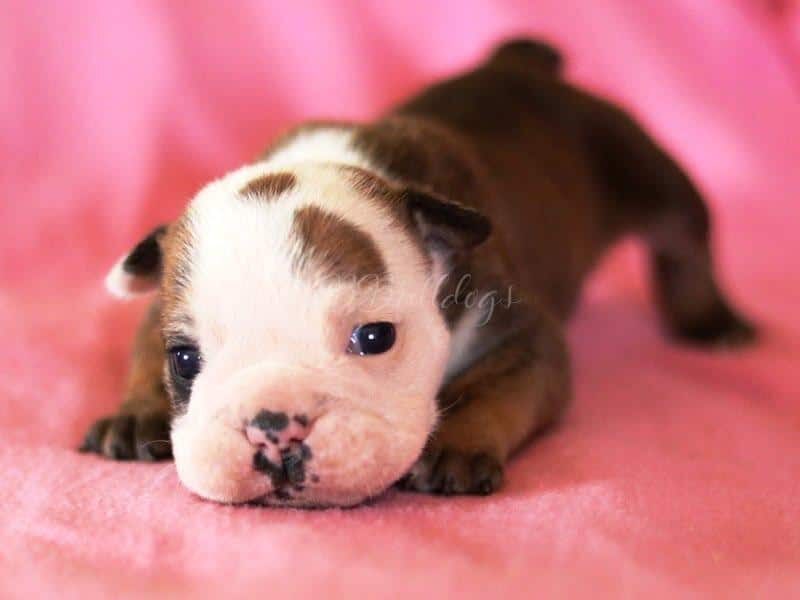 Gator & Beauty's AKC English Bulldog Puppies | Brubackers Beloved Bulldogs