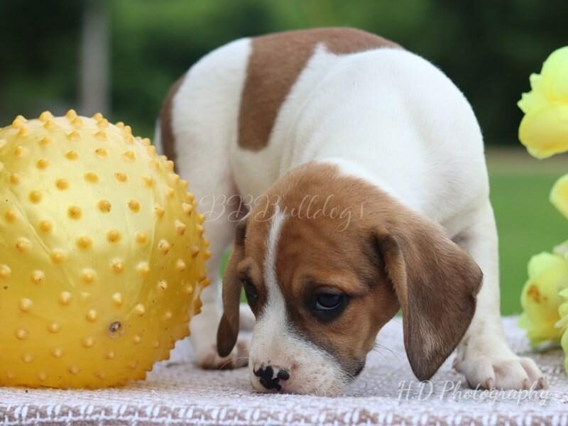 Logan is a healthy (Male) Frengle puppy in Liberty, KY