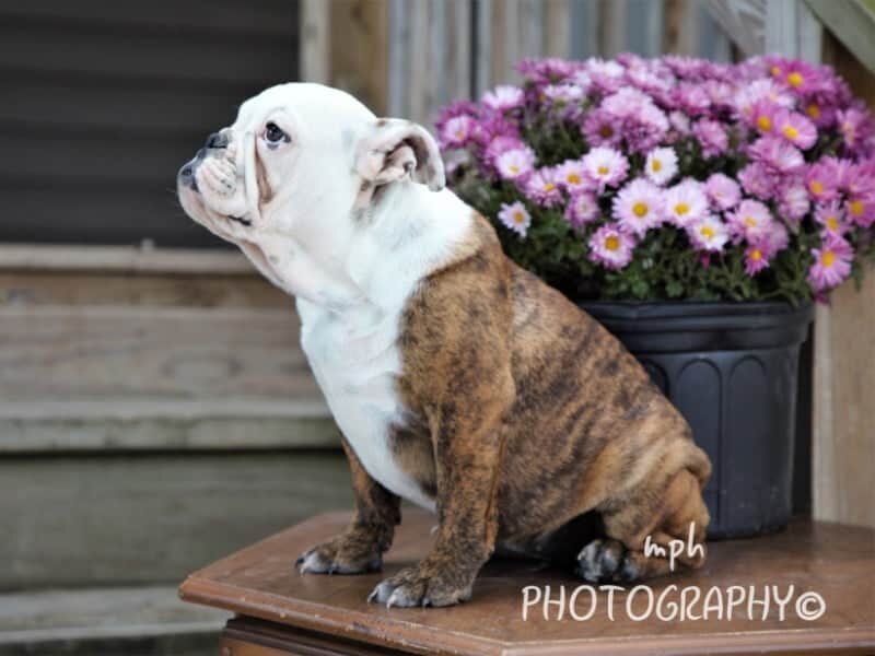 Cora - Tri-Colored Female Puppy | Brubackers Beloved Bulldogs